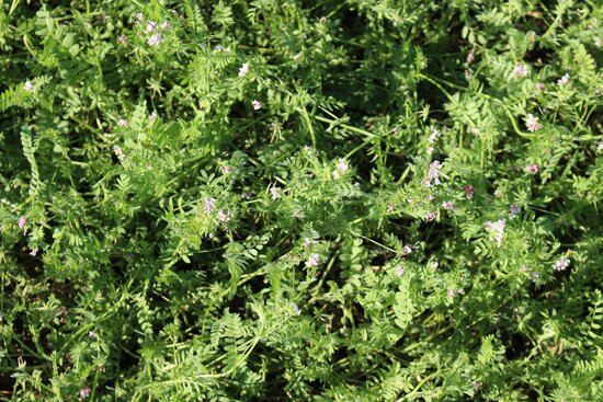 Serradella - ReNatura