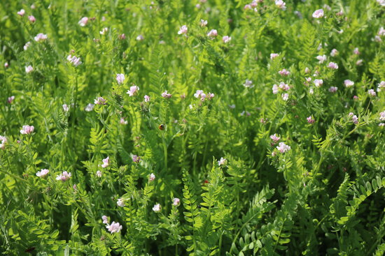 Serradella - ReNatura