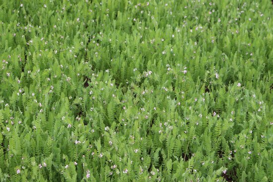 Serradella - ReNatura